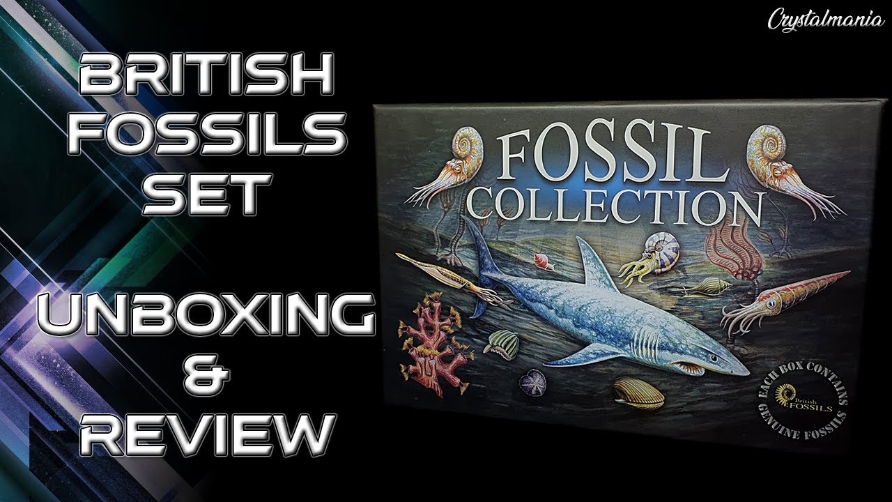 🦴 Fossil Collection Set from British Fossils | Unboxing & Review 🦴 ...