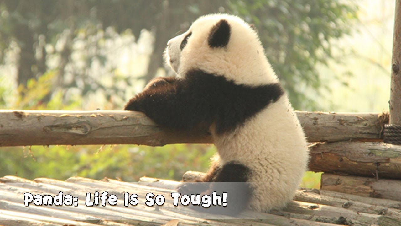 Panda: Life Is So Tough! | iPanda - YouTube