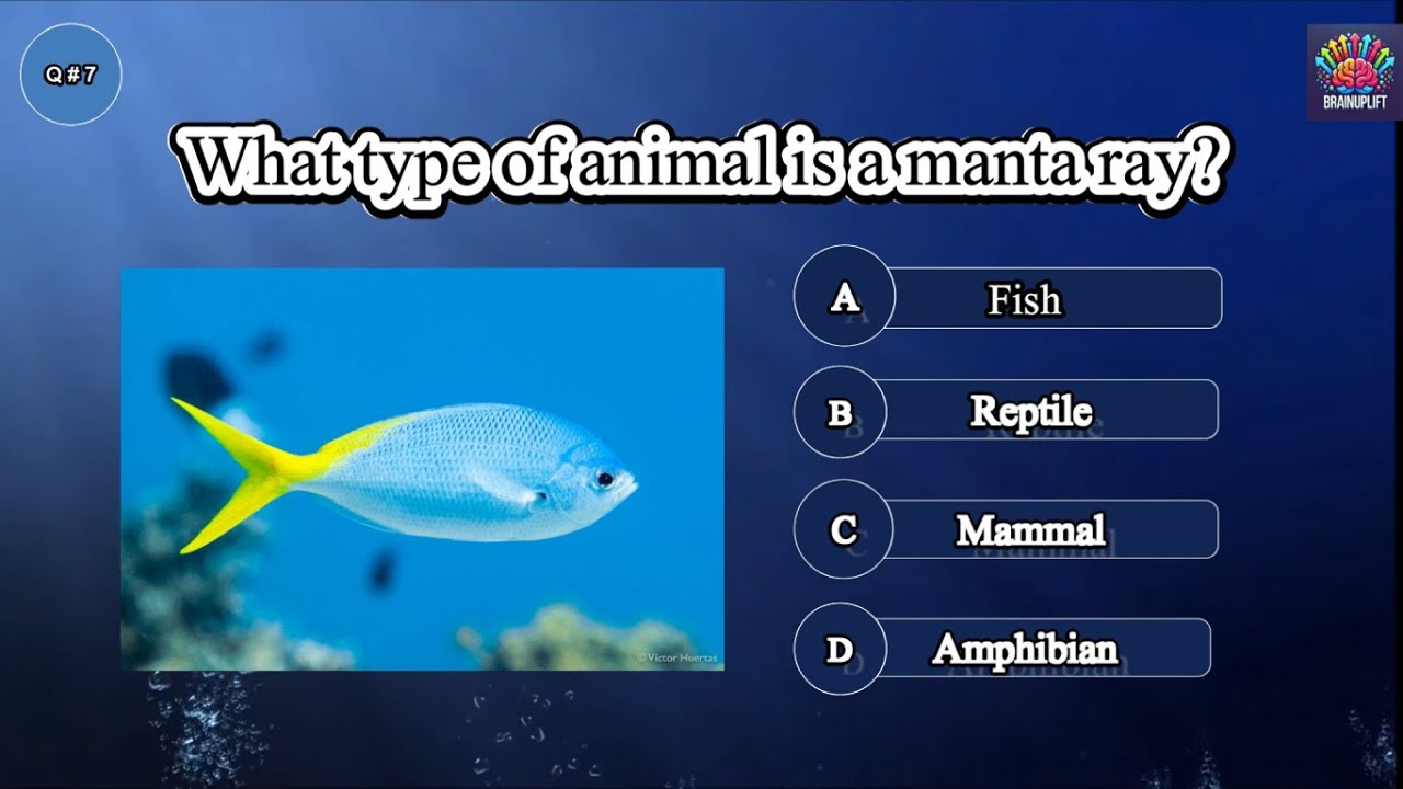 10 Fun Sea Animal Quiz Questions | Test Your Knowledge of Marine Life # ...