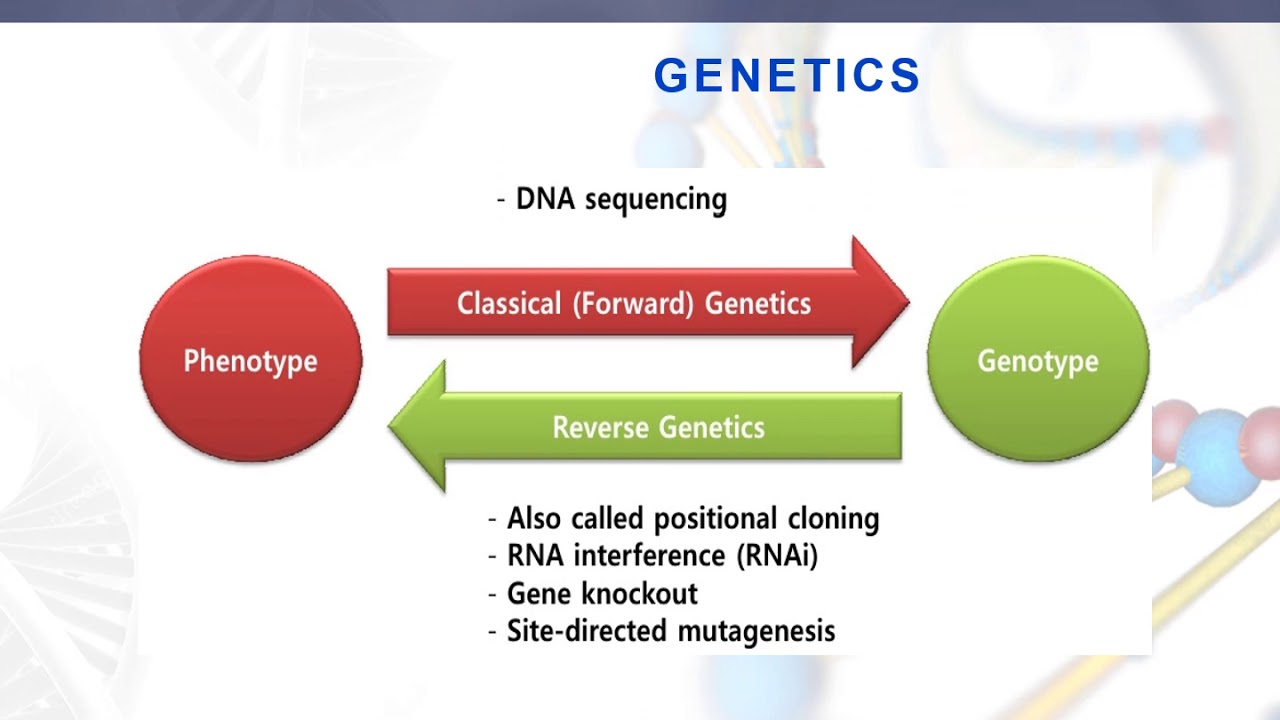 Lesson 1 What is Genetics - YouTube