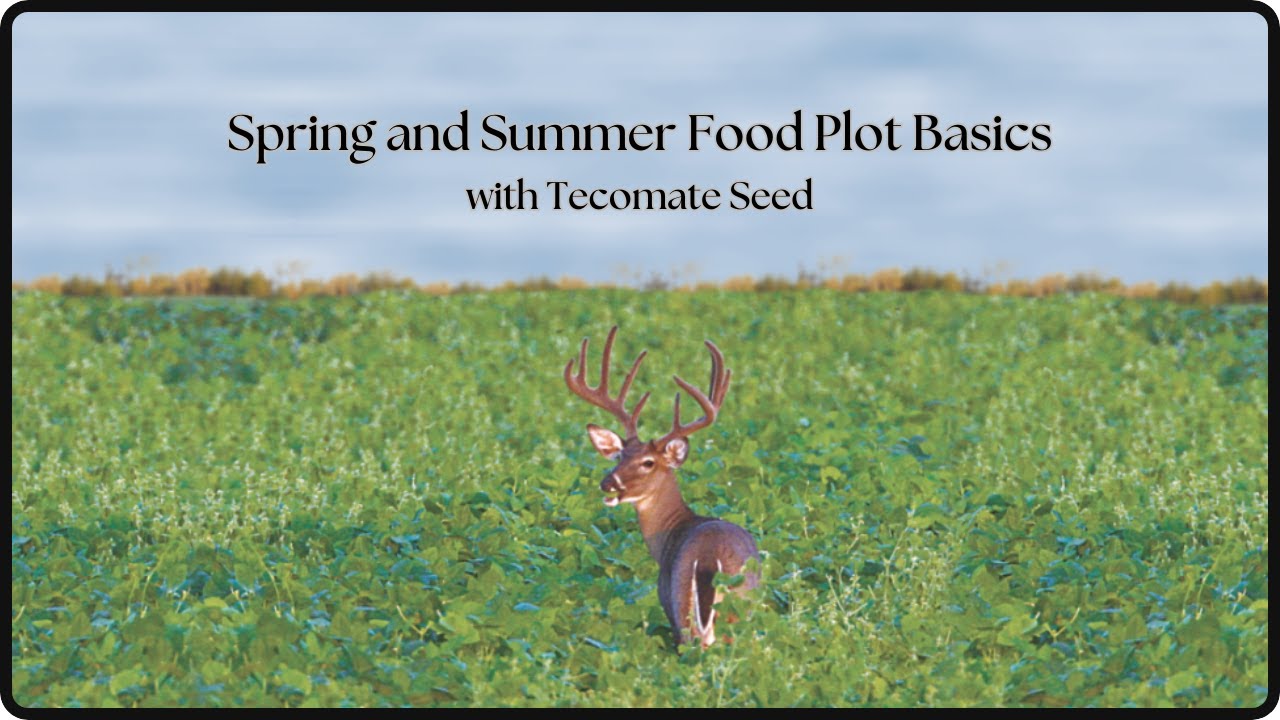 Spring and Summer Food Plot Basics with Tecomate Seed - YouTube