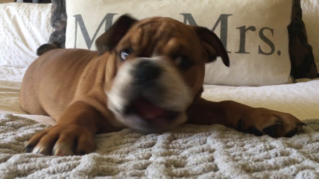 Cute English Bulldog Barking at Doorbell - YouTube