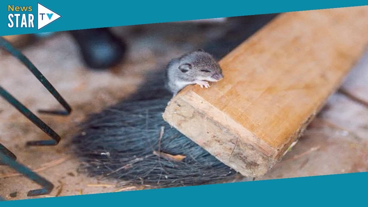 People may be enticing mice into their homes without realising keep ...