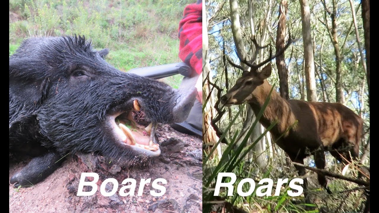 The "Boaring" Roar - YouTube