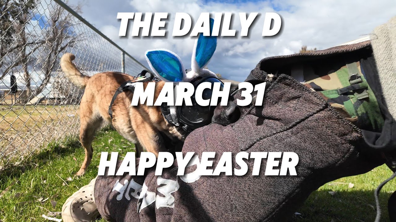 Daily D March 31 Attack of the Easter Bunny Malinois - YouTube