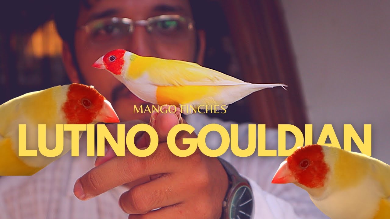 RED EYE LUTINO GOULDIAN || READY FOR BREED - YouTube