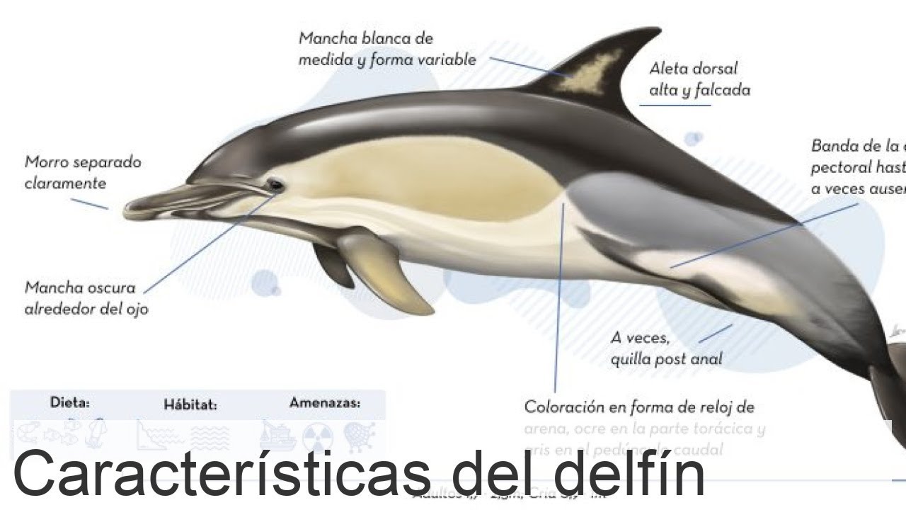 +10 Características del delfín - Anatomía, comportamiento y ...