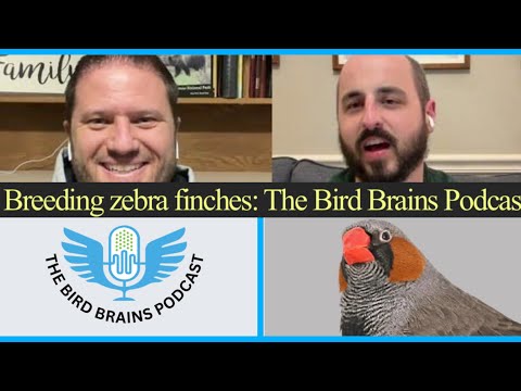 How to breed zebra finches. The Bird Brains Podcast. Episode 8