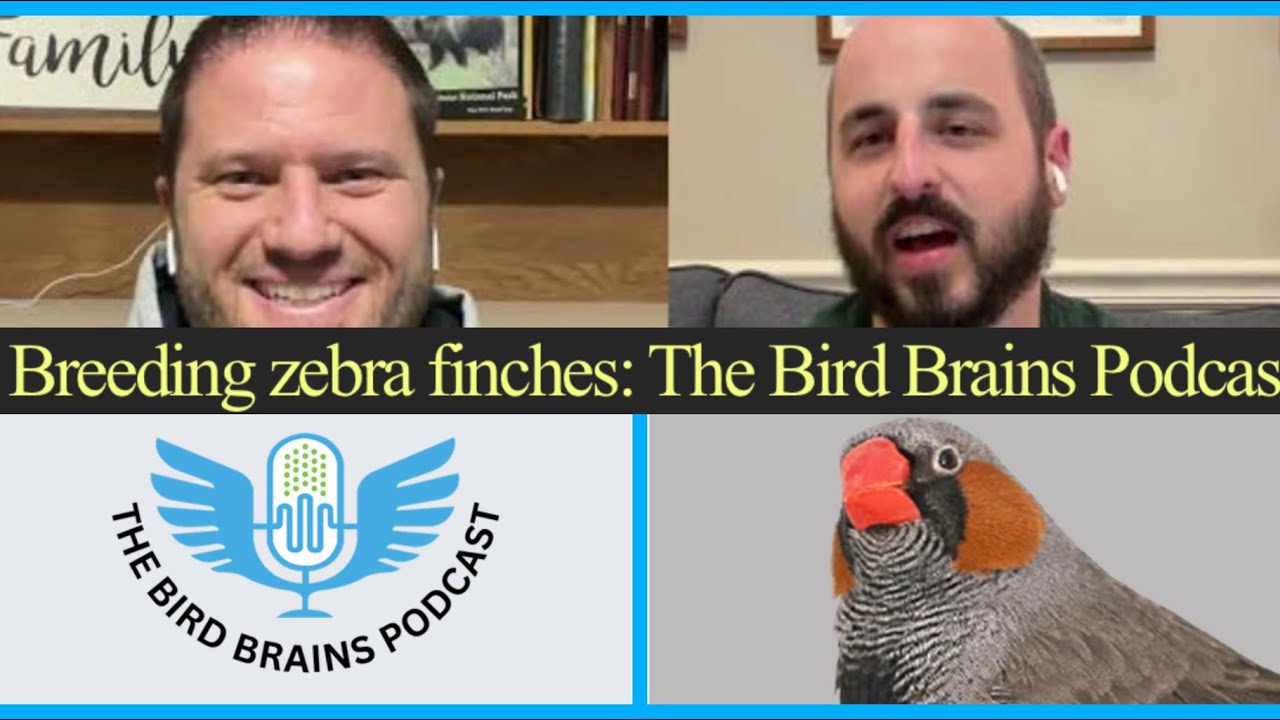 How to breed zebra finches. The Bird Brains Podcast. Episode 8 - YouTube