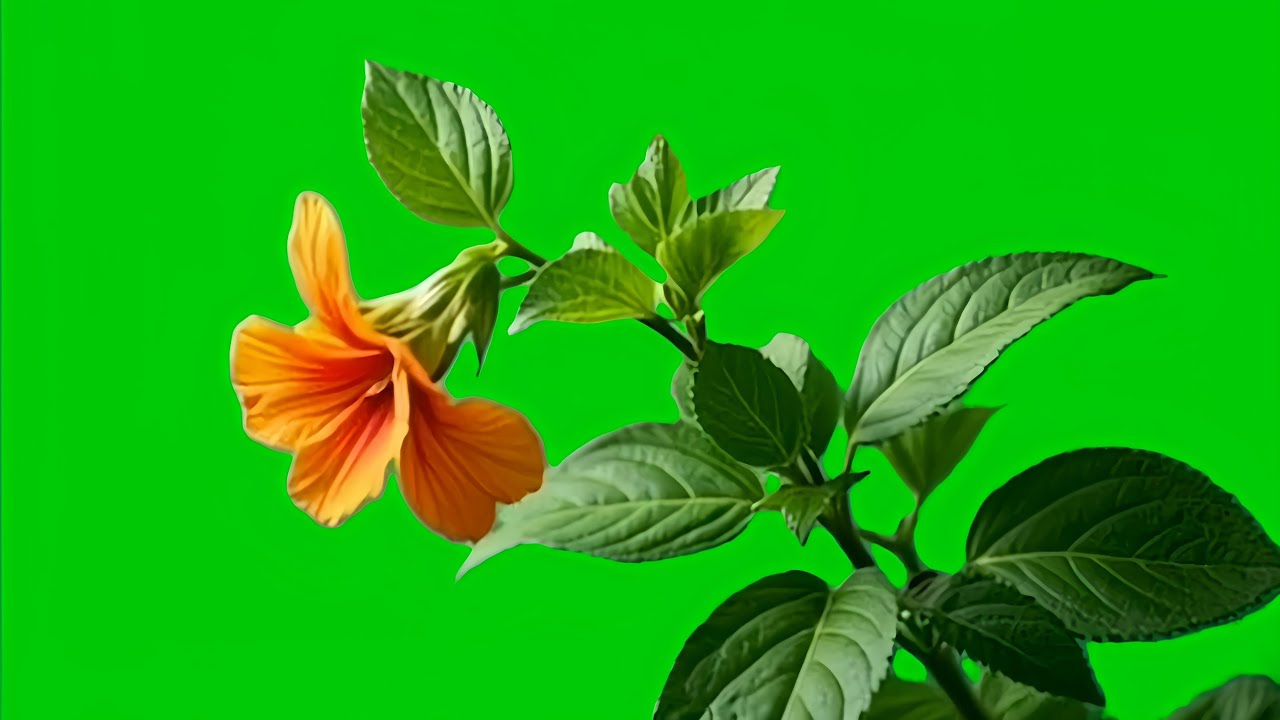 Flower plant green screen video | Flower green screen video - YouTube