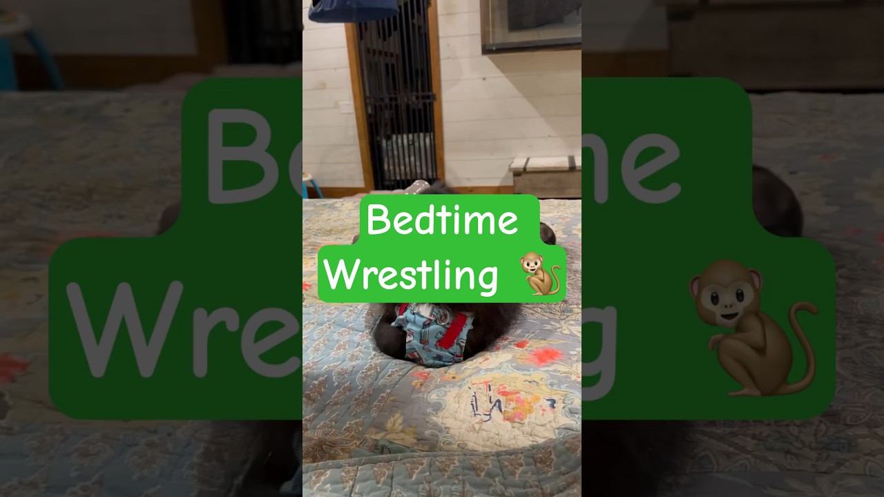 Monkey wrestling match🤣🐒 #shorts - YouTube