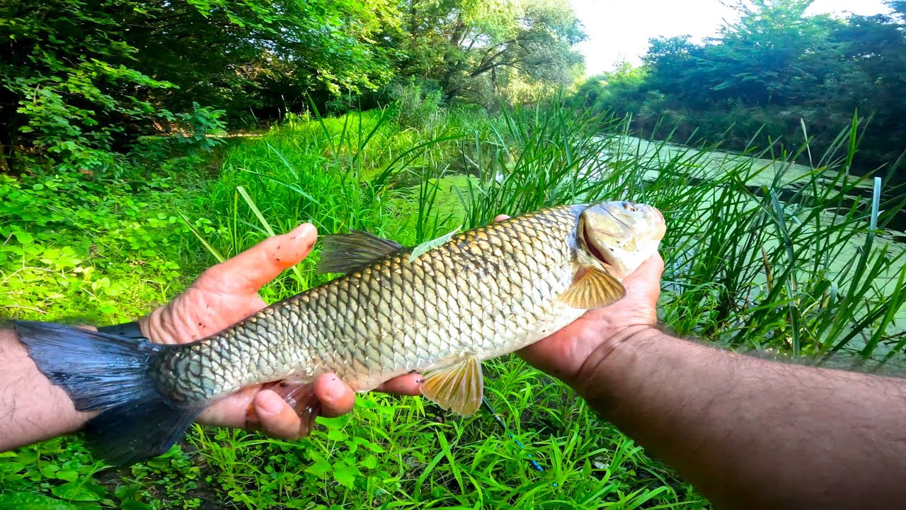 Pescuit pe Neajlov la Clean, cu fructe de sezon, respectiv vișine, dude ...