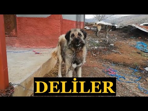 BOZKIRIN BEKÇİLERİ ( DELİ SOYUNUN EFSANE KANGALLARI ) #kangal #malaklı