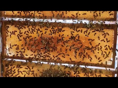 Delaware Beekeeper Association Picnic Meeting Filmed By David Hughes ...