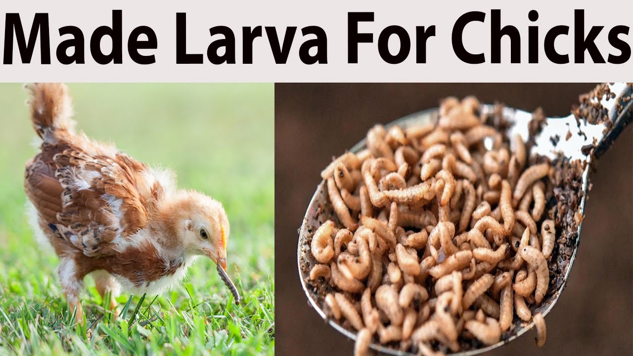 How To Made Larva For Chicks || Worm creations for chicks || Powerful ...