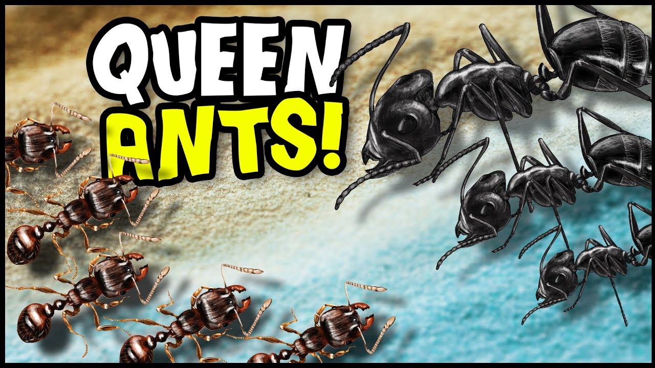 Black Ant Queen