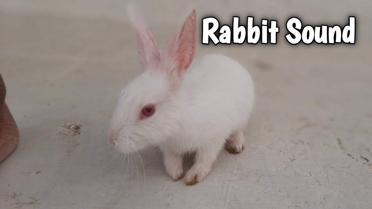 Rabbit sounds effect | Bunny crunchy sound | Khargosh ka awaz ...