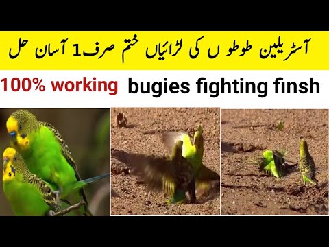 australian parrots fight solution |how to stop budgies fighting #U.S ...