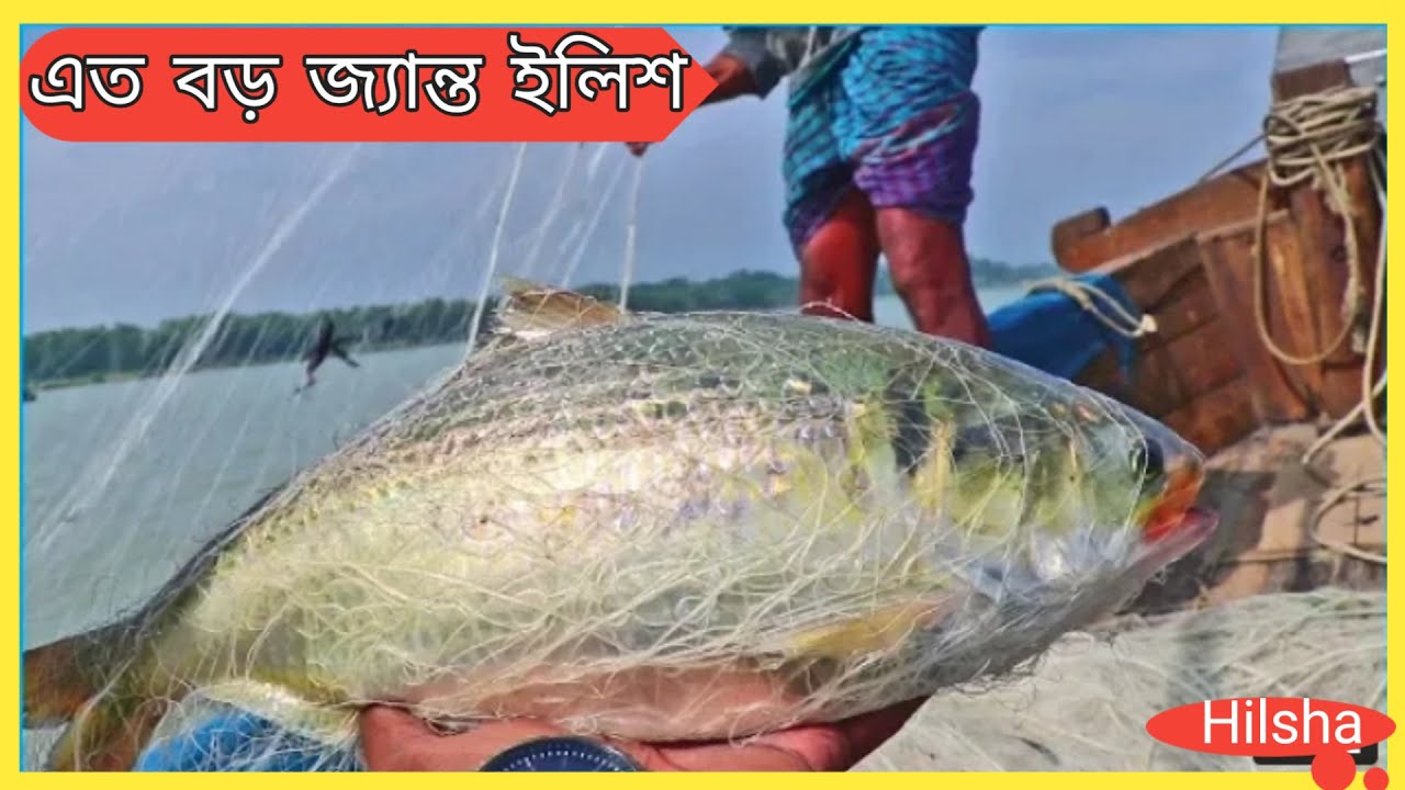 Catching Hilsha Fish in the River || How to Catch Fish River || Hilsha ...