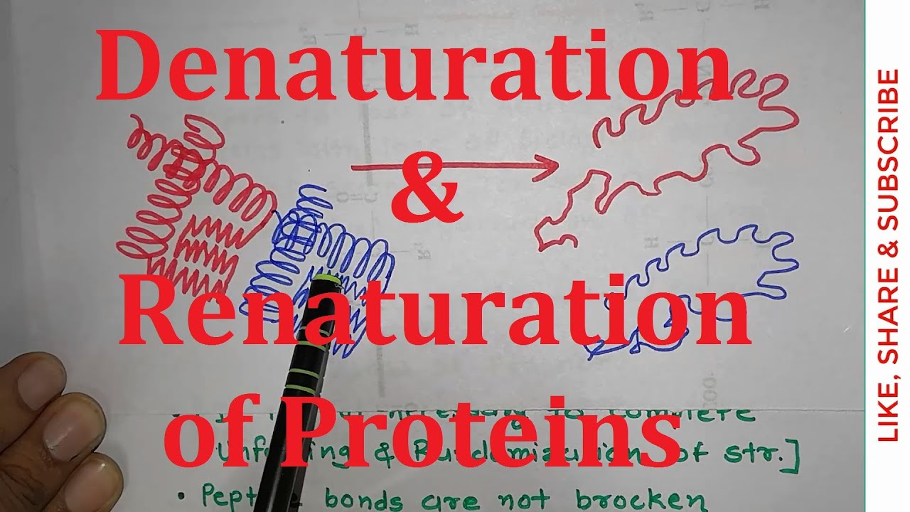 22. Denaturation and Renaturation of Proteins | Ribonuclease A | NEET ...