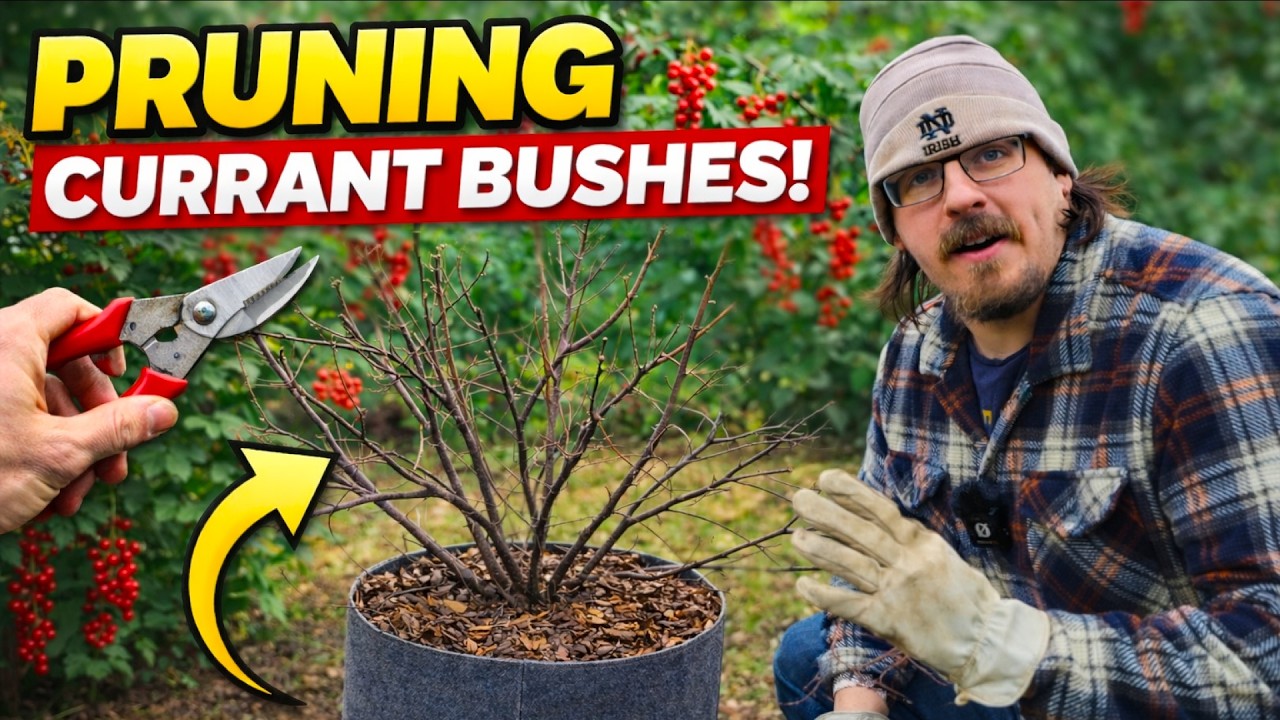 How to Prune Red Currants - YouTube