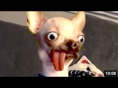 My Dog Has Serious Problems Funny Pet Videos - YouTube