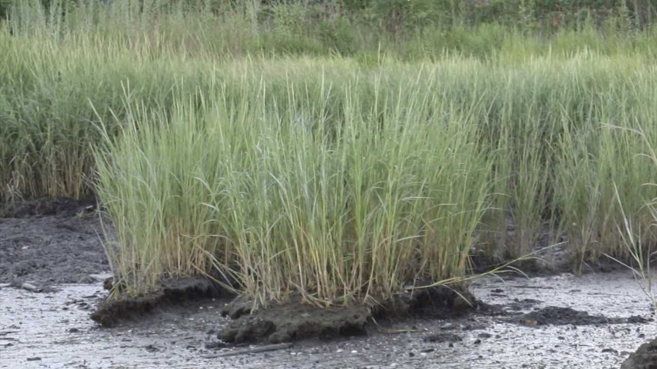The Fringing Salt Marshes of Savin Hill Cove - YouTube