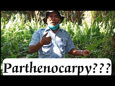 Pencantolan Bunga Jantan Pasca Anthesis - YouTube