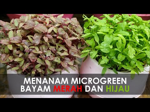 Cara Menanam Microgreens Bayam Merah dan Hijau | Spinach Microgreens ...