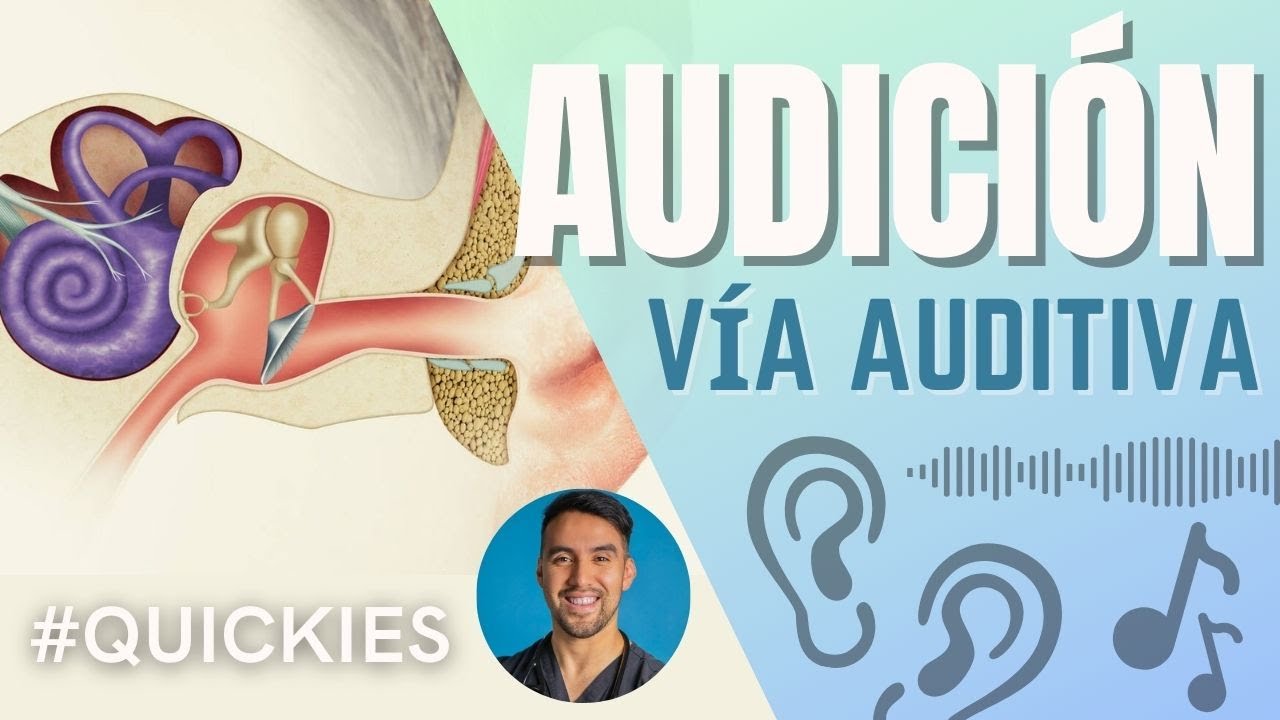 Vía Auditiva y Audición: Relevos Neurociencias - YouTube