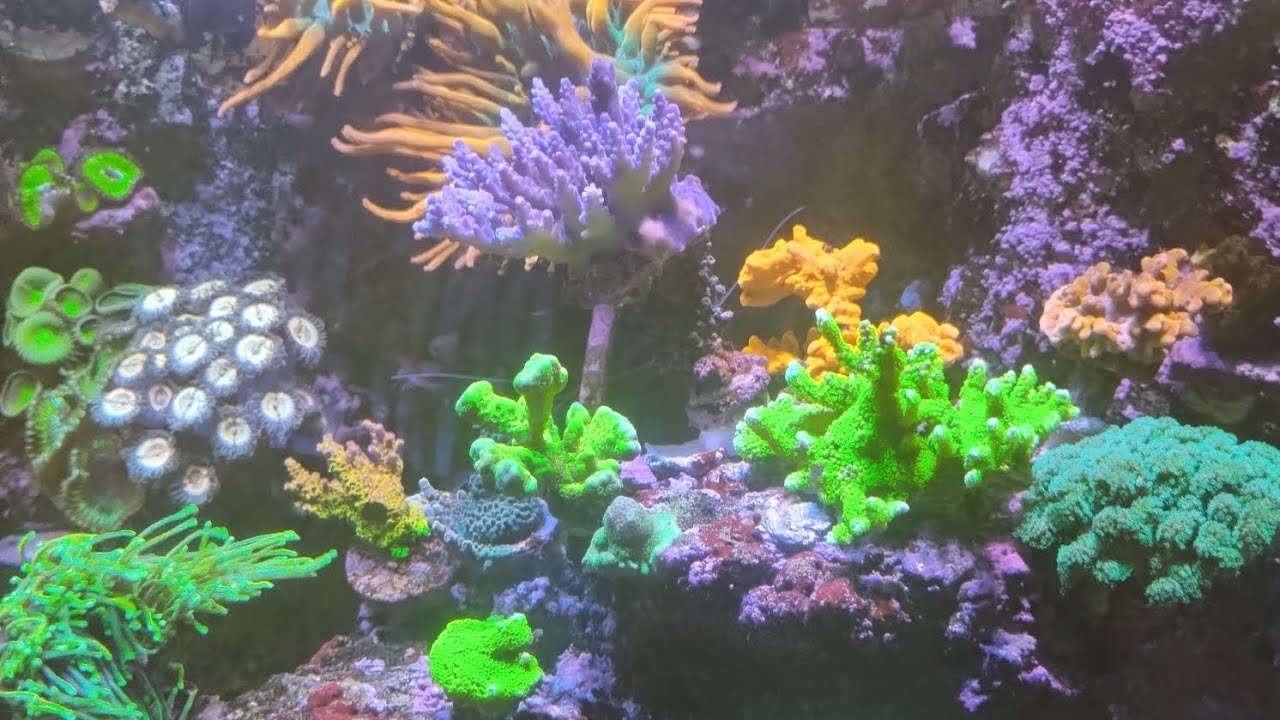 what happened to my fish!!! cloudy water !! ick!! how to treat in tank. - YouTube