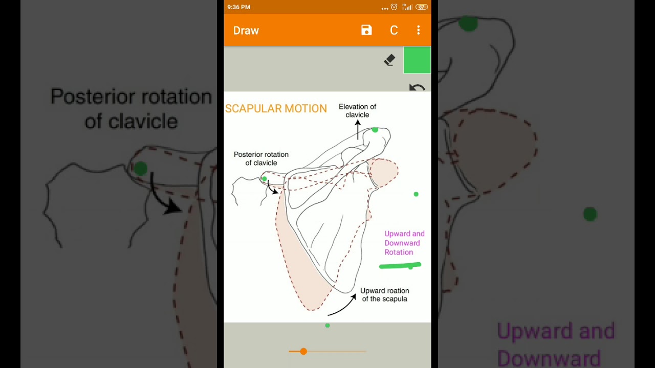 Scapular Motions Part 1 SHOULDER COMPLEX - YouTube