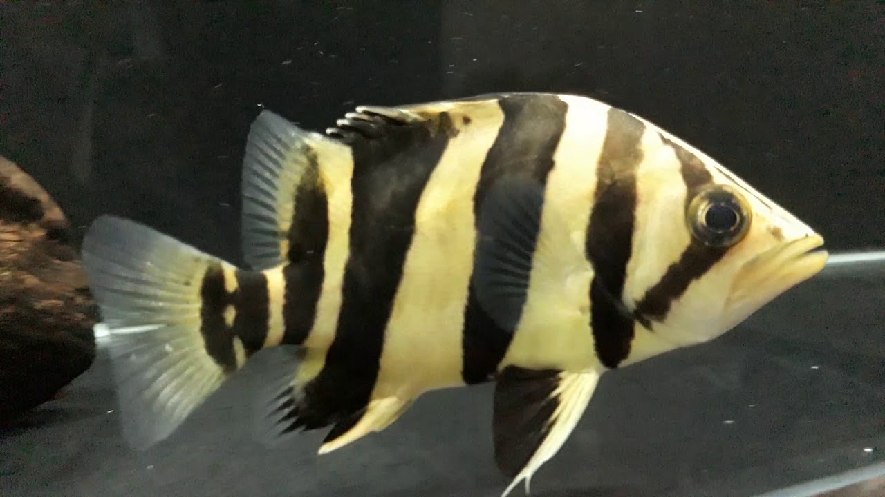 Indonesian Rare Tigerfish 3bar - YouTube