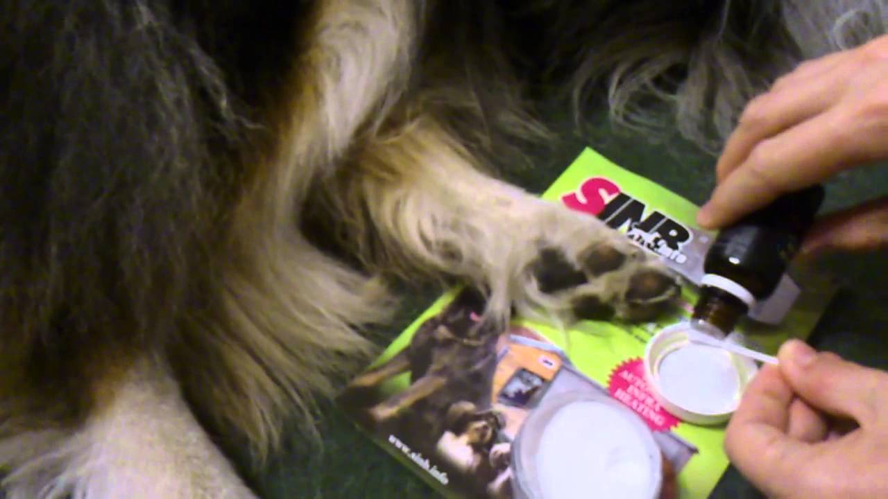 How to make artificial nails onto your dog's worn down claws - YouTube