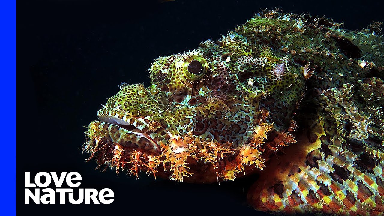 Best Disguised Monster Fish Lures in Prey for Ambush - YouTube