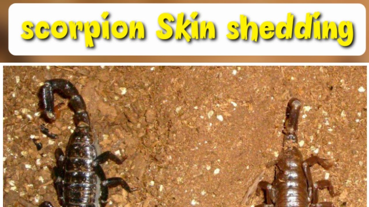 How Scorpion sheds thier Skin?| Molting of scorpion Skin|Sana Abid ...