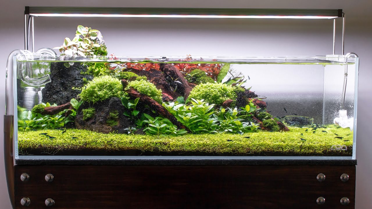 Ada 60F Aquascape - Tank Update - YouTube