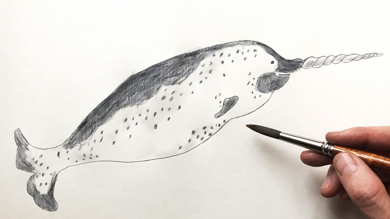 How to Draw a Narwhale ~ Narrated Draw Along - Tegn en Narhval - YouTube