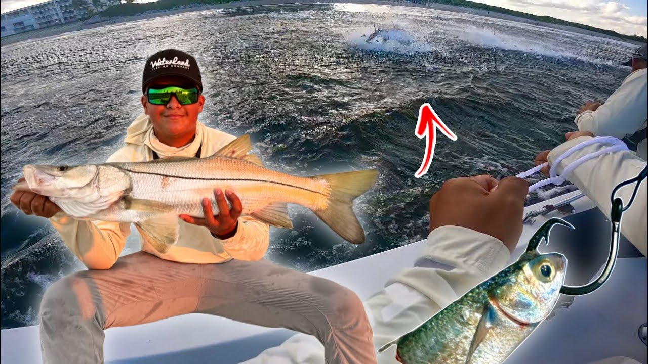 Using HUGE Mullet For Bait Paid Off Big Time!! Tarpon & Snook Fishing ...