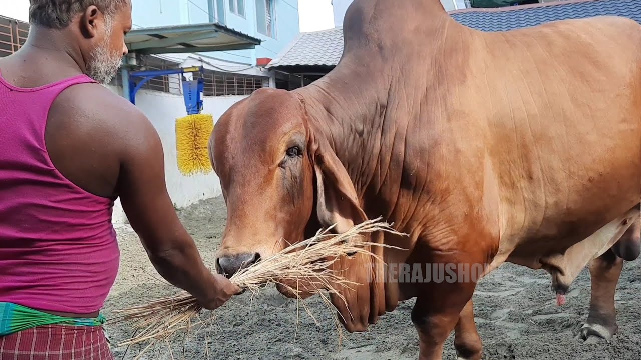 রোজোর খড় খাওয়ার মনোরম দৃশ্য দেখুন | Rojo cow video | Dhaka biggest ...