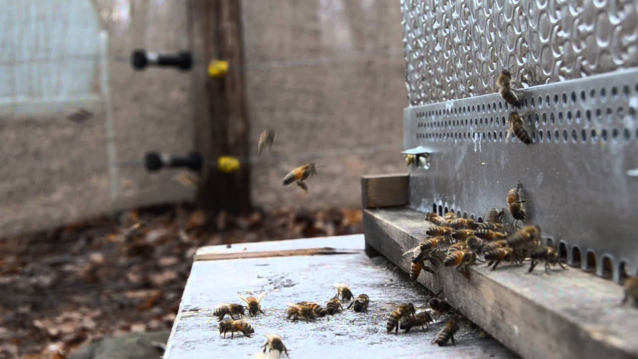 Bees Fanning at the Hive Entrance - YouTube