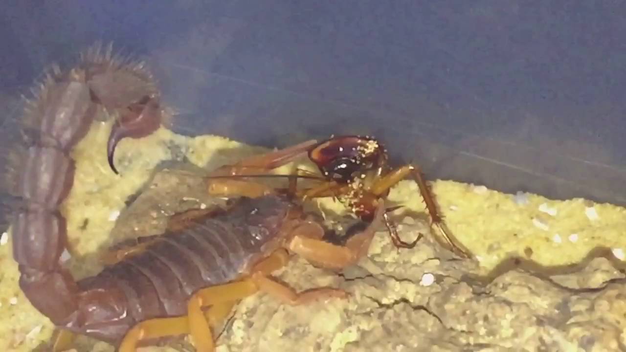 Parabuthus Villosus Orange Morph ( Black Hairy Thick Tail Scorpion ) 🦂 ...