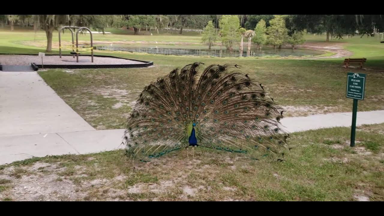 Peacock mating ritual - YouTube