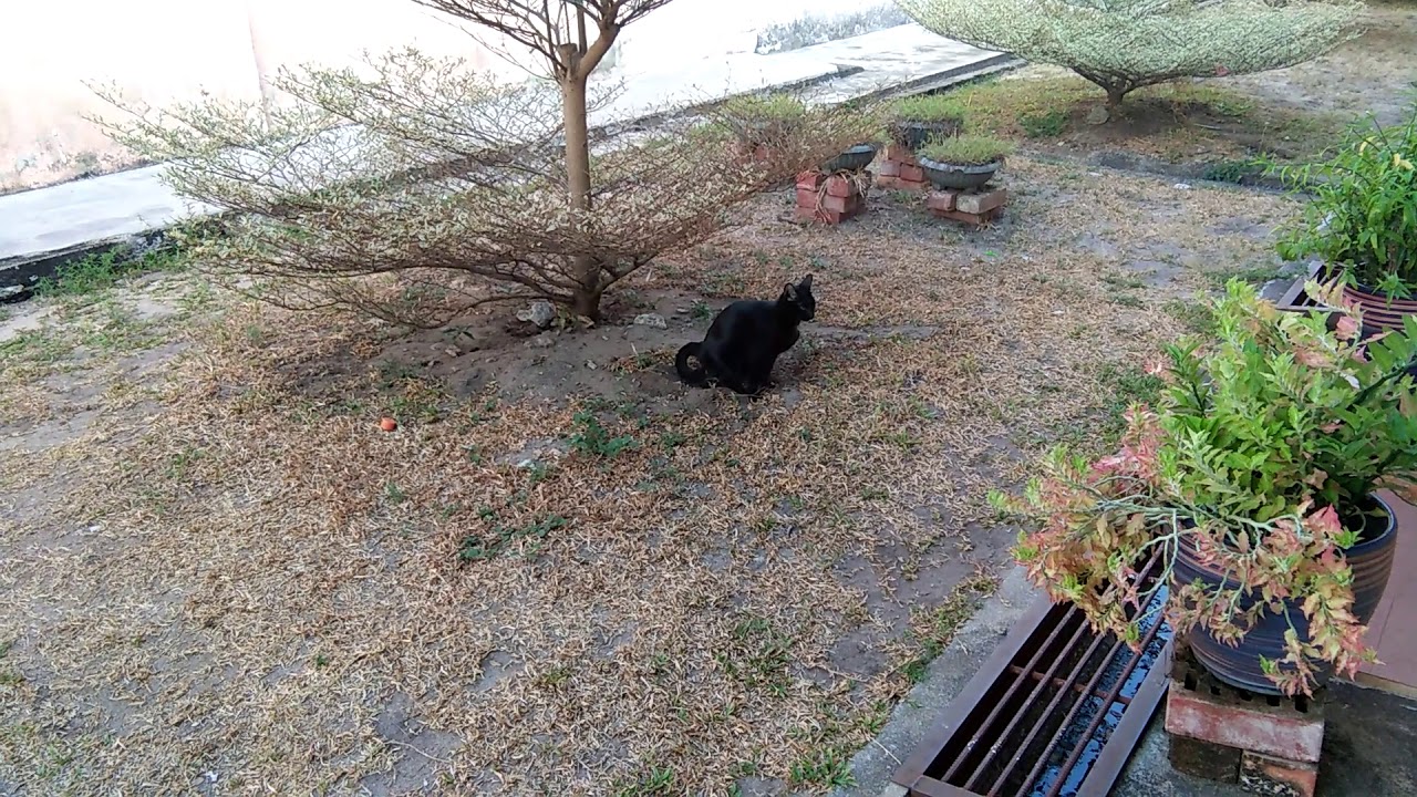 Cat Pooping On The Sand - YouTube