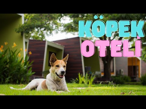 Köpek Oteli - Pet Oteli ve Köpek Pansiyonu İstanbul