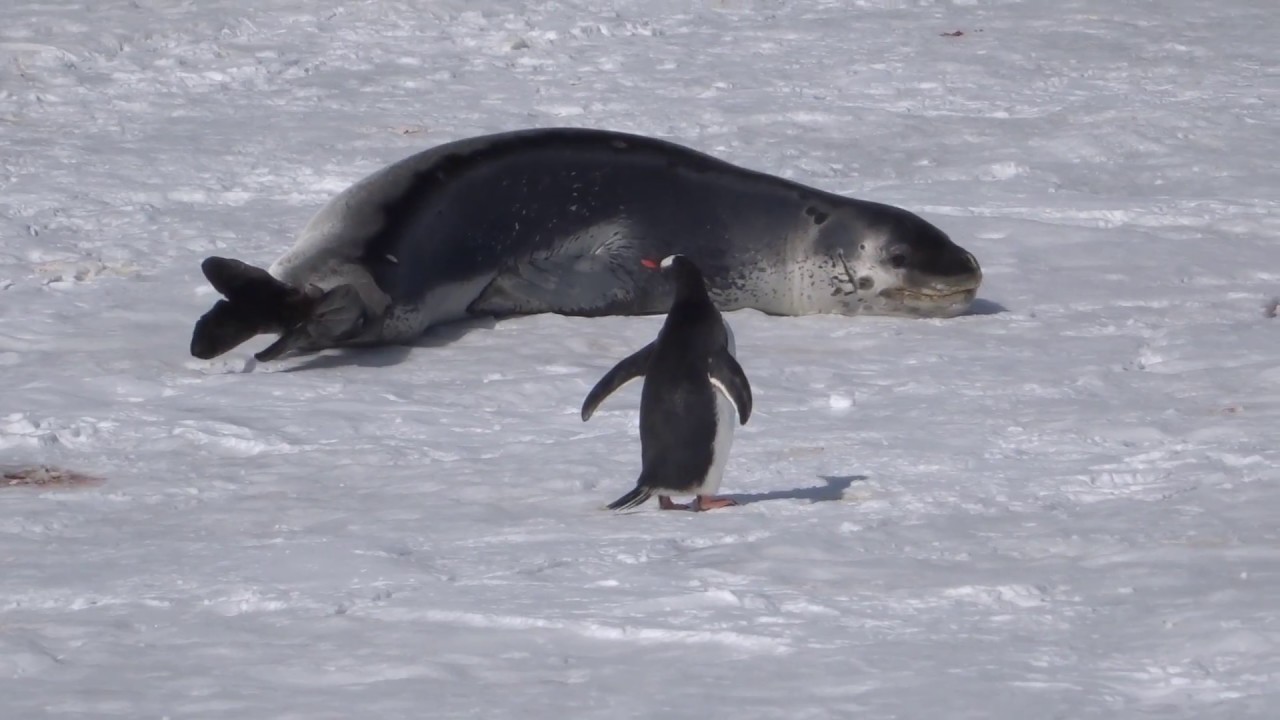 Eselspinguin und Seeleopard - Antarktis - YouTube