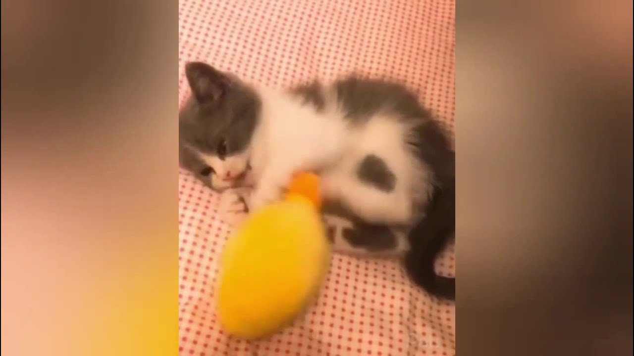 Best pet video compilation #29 - YouTube