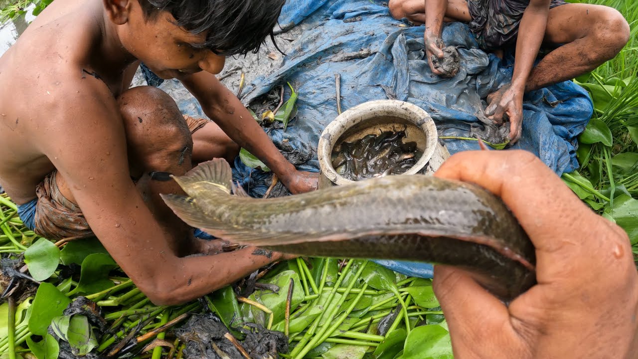 Amazing Fishing Technique Using by Net | Fish Catching in Beautiful ...