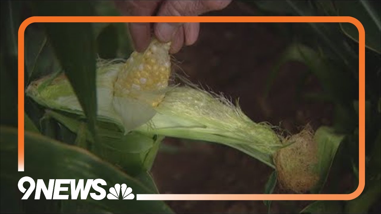Olathe sweet corn harvest is in trouble because of an invasive insect ...