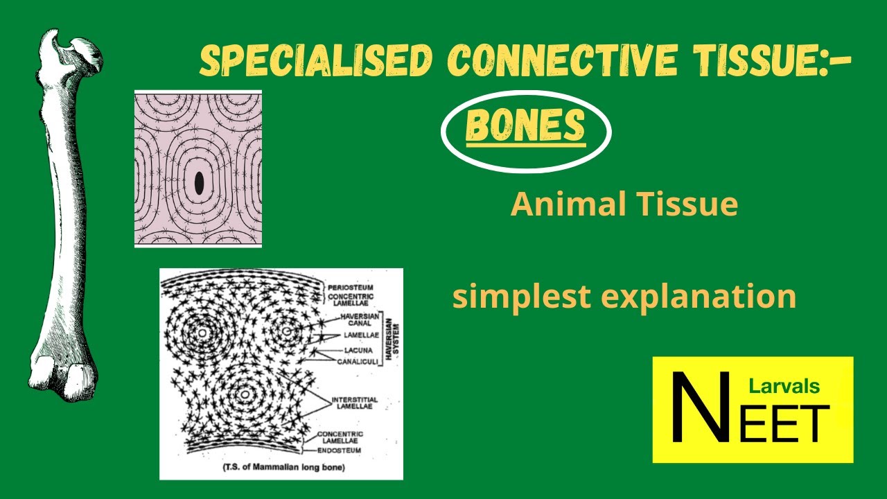 Specialized Connective Tissue | Bone anatomy| Animal Tissue | Lecture 9 ...